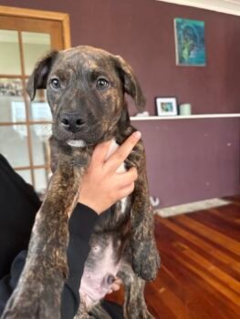 11 week old - Lab, Huntaway & Staffy up for adoption based in Auckland ...