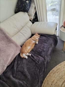 Like a Tiger - Pet Rescue NZ