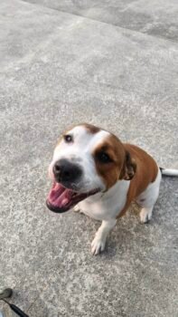 Beautiful girl looking for a new forever home - Pet Rescue NZ
