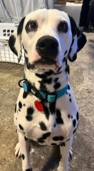 Male Dalmatian in Southland - Pet Rescue NZ